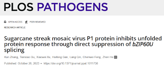 PLOS Pathogens |贺振教授和张坤副教授课题组揭示甘蔗线条花叶病毒P1蛋白通过直接抑制bZIP60U剪接来抑制内质网上未折叠蛋白反应-扬州大学植物保护学院
